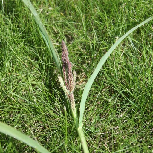 Hanenpoot in het gazon - Advanta