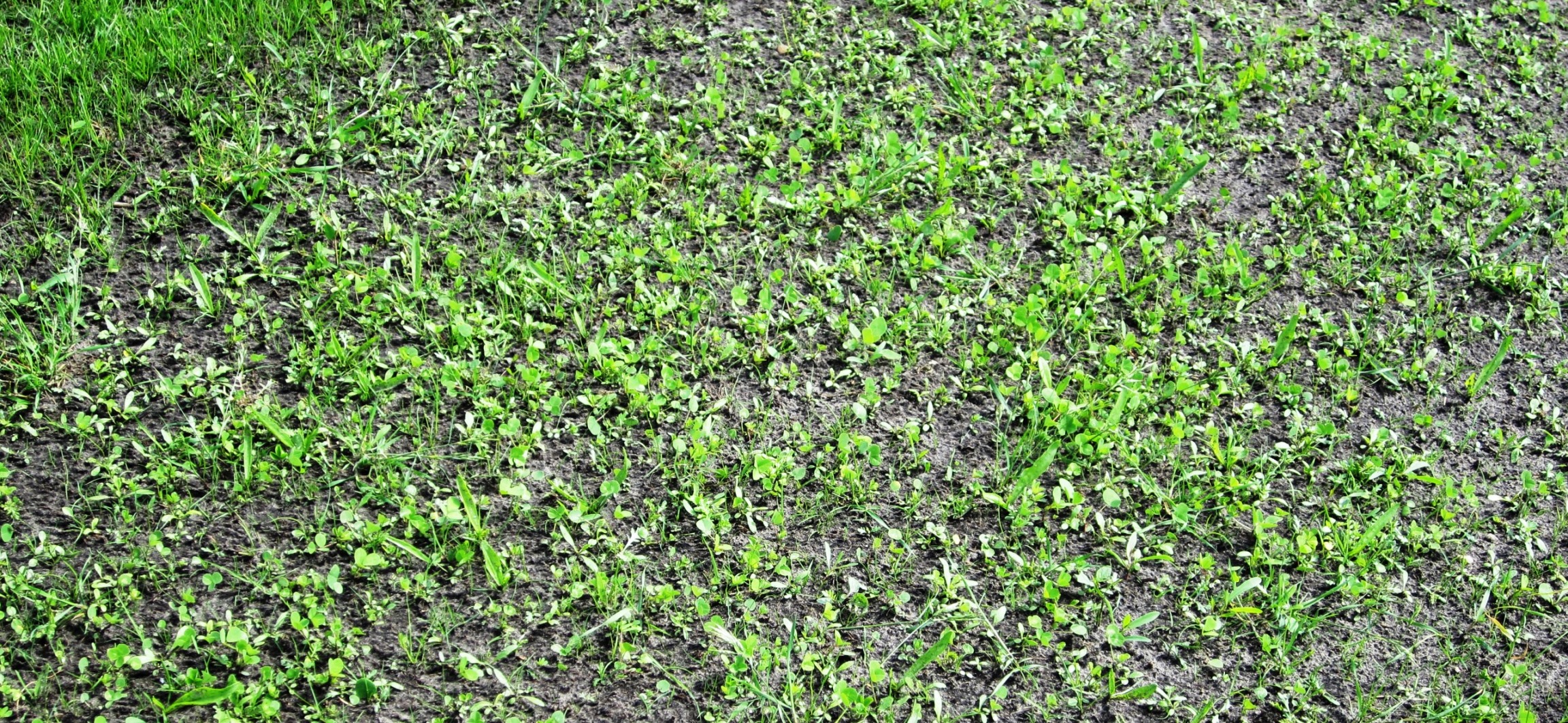 Onkruid in een nieuw gazon - Advanta