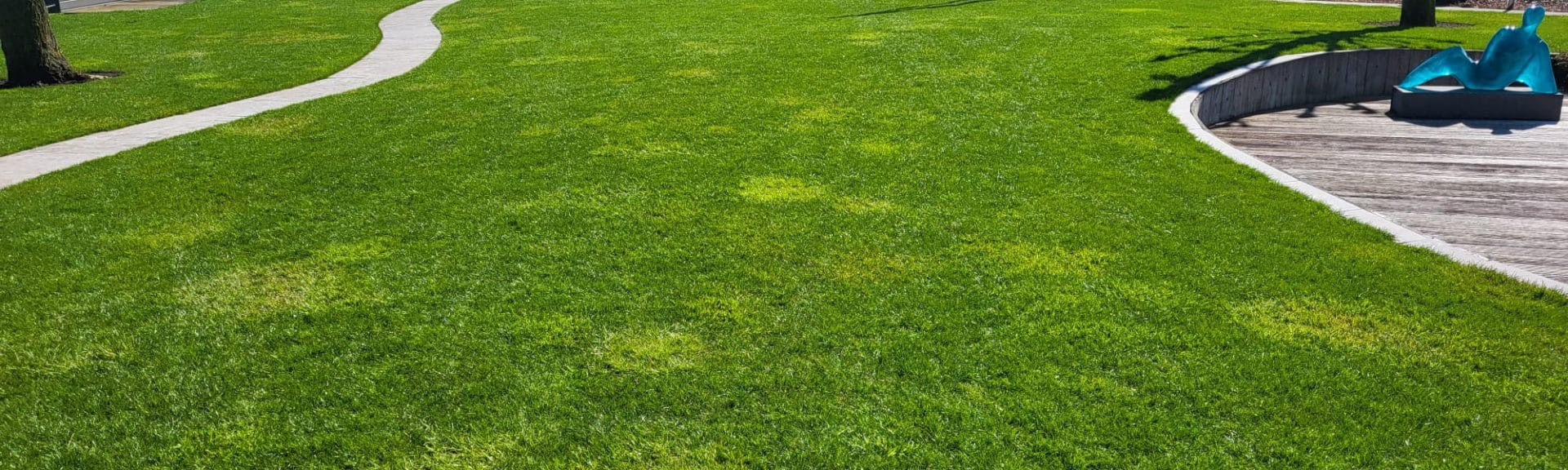 Ruwbeemd en witbol in het gazon - Advanta